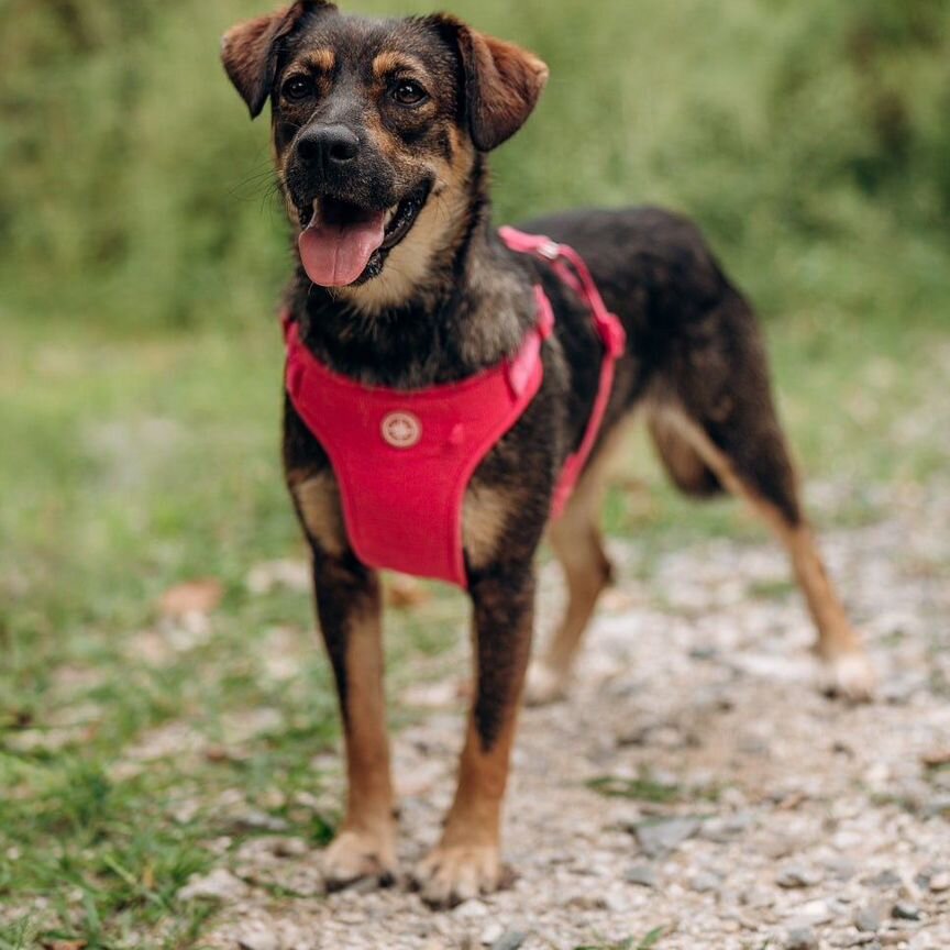 Взрослая собака в добрые руки