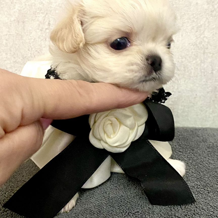 Чихуахуа, щенок