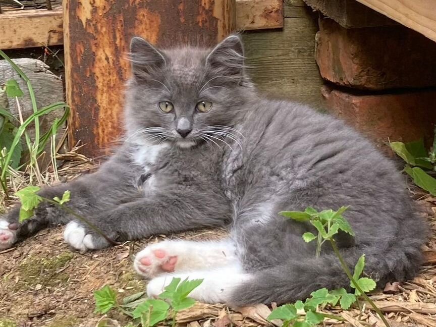 Котёнок