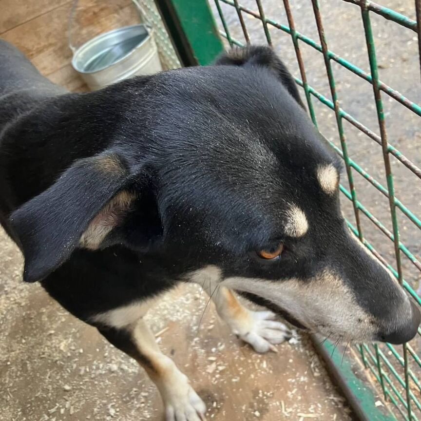 Батон грустит за решеткой