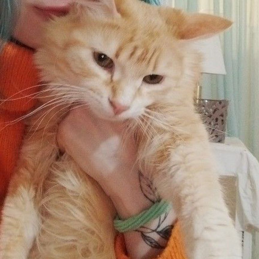 Кот