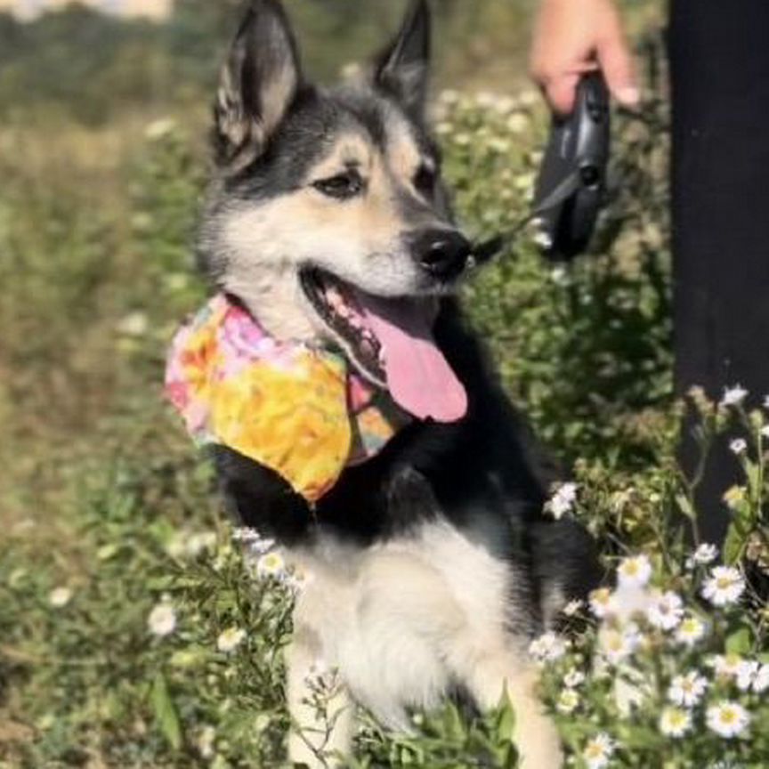 Зайка Ася ждет хозяина