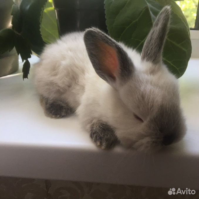 Калифорнийская порода