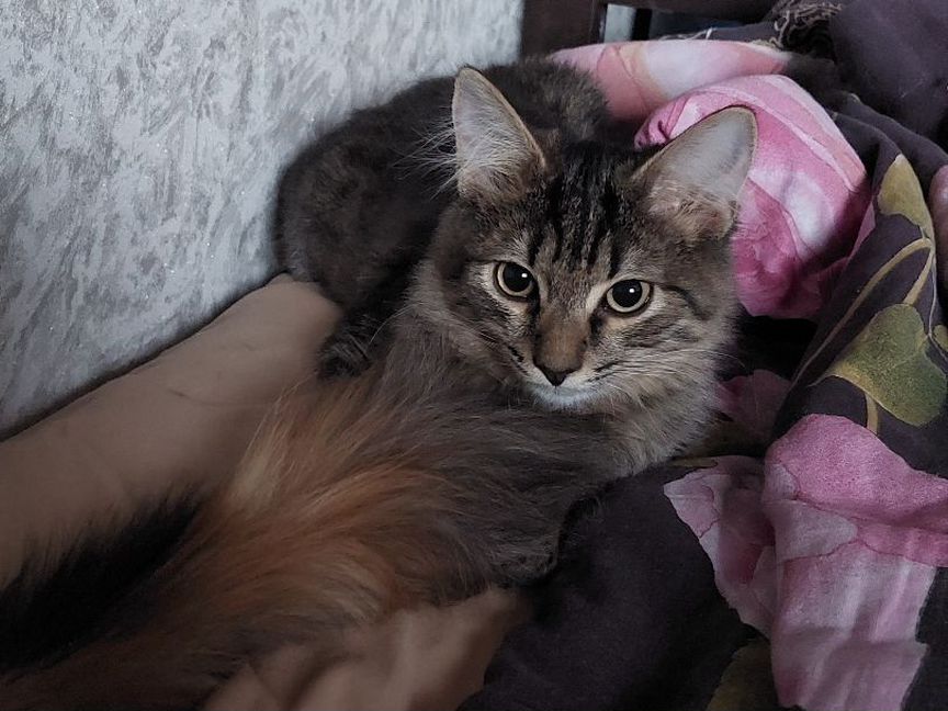 Молодой котик Тимофей