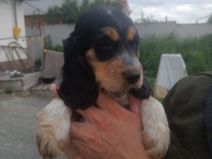 Русский охотничий спаниель щенки