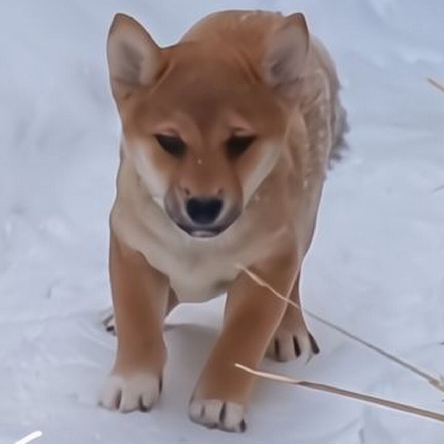 Сиба-ину, щенок