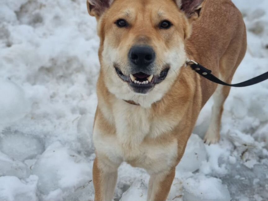 Пес Шнапс-молод, умен, хорош собой