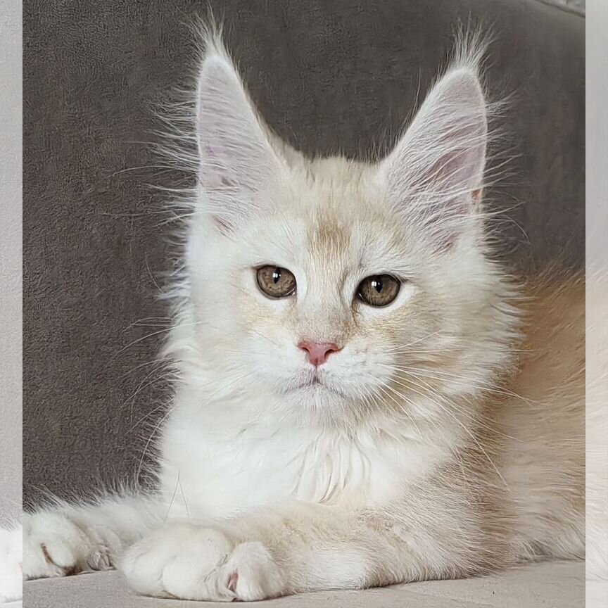 Мейн-кун котёнок
