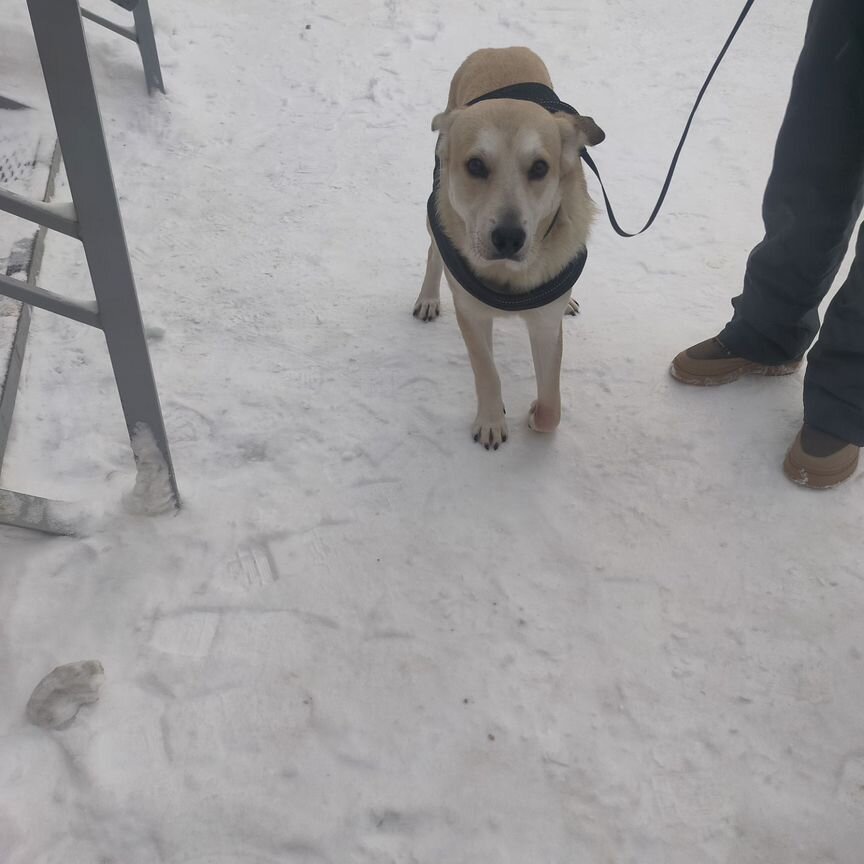 Взрослый пёс в добрые руки