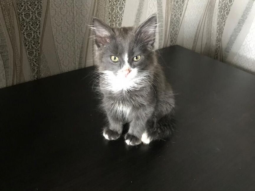 Котёнок мальчик