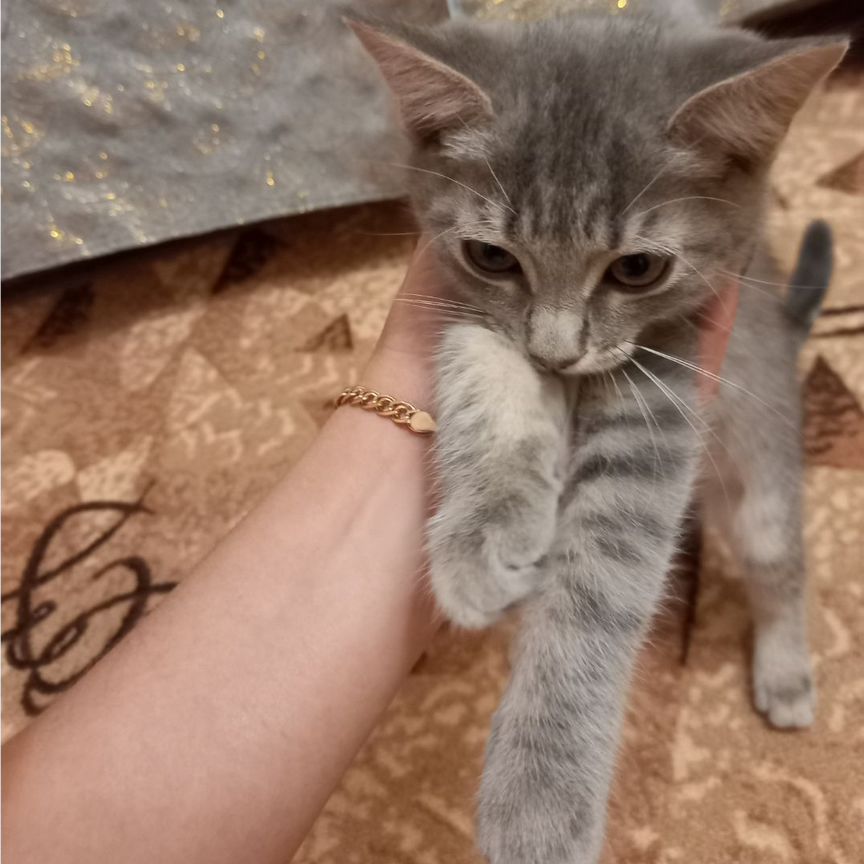 Отдам кошечку в добрые руки