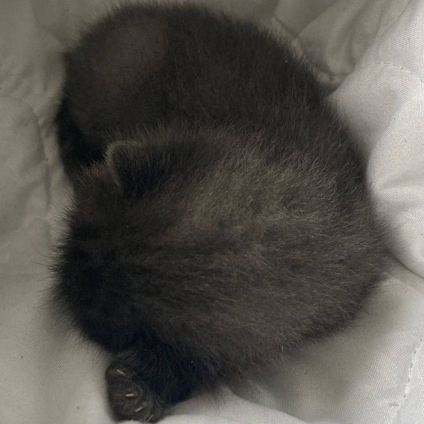 Котята в добрые руки бесплатно мальчик