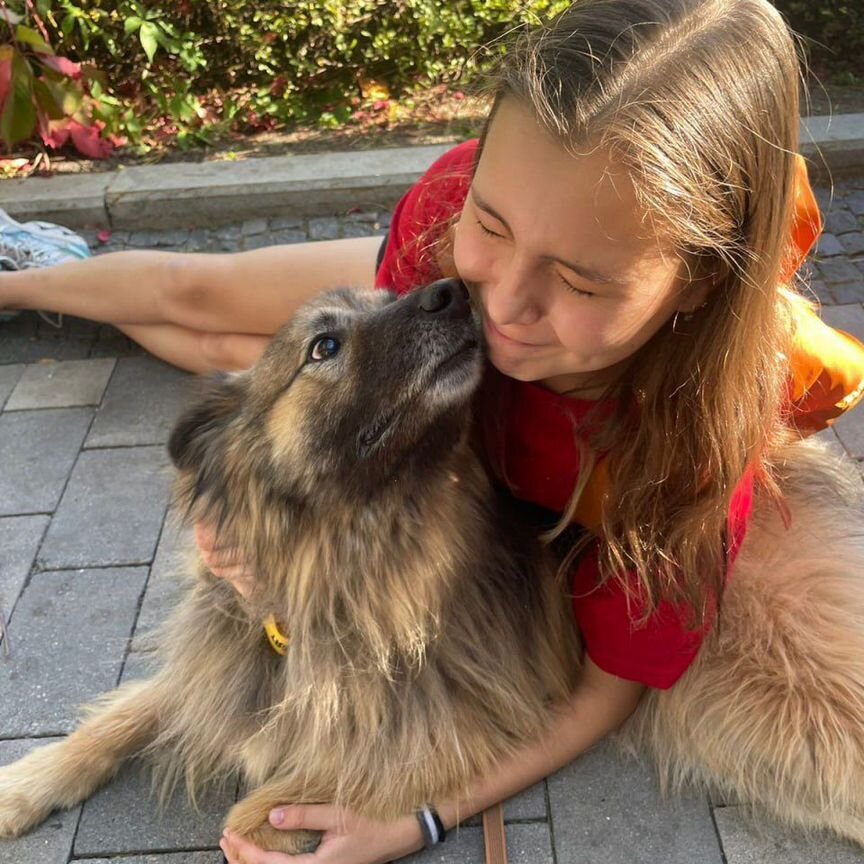 Вольф шпиц из приюта бесплатно в добрые руки