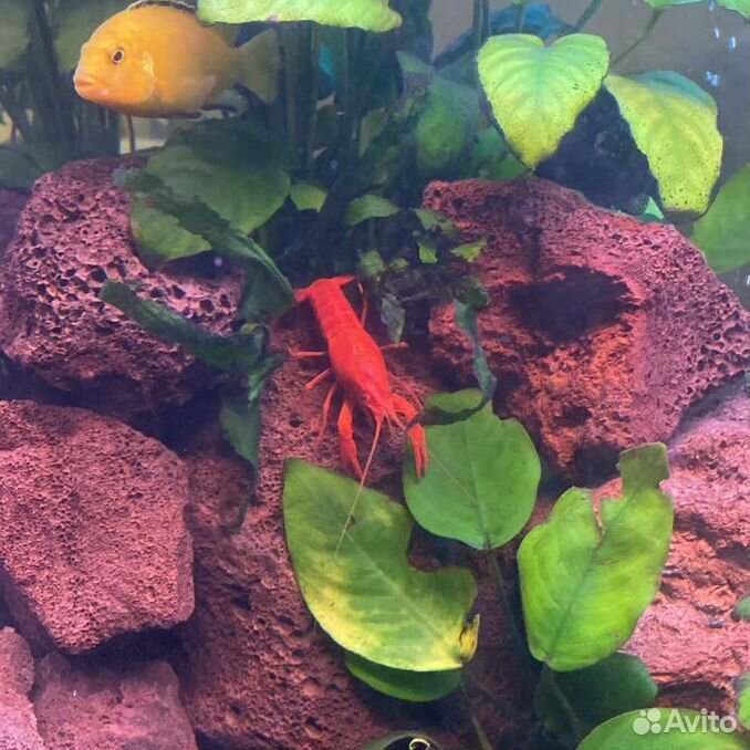 Флоридский рак