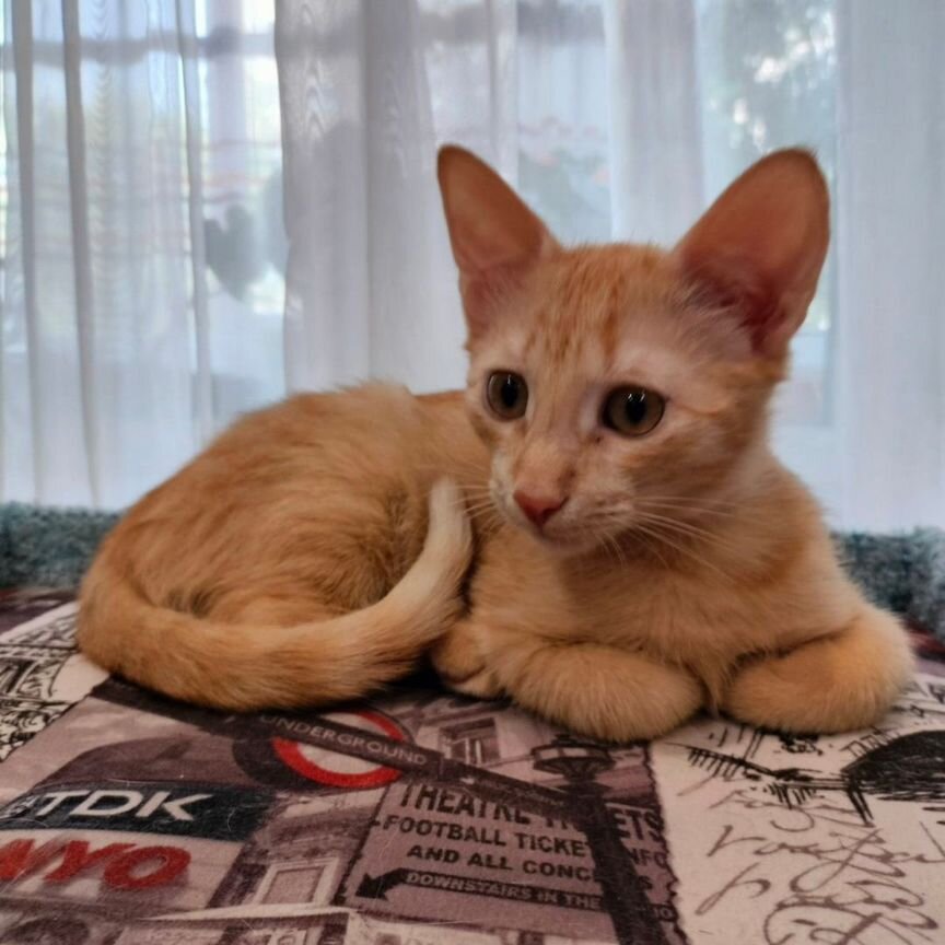 Милаха, Тима, 5 мес. В добрые ручки