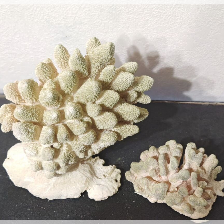 Натуральный коралл