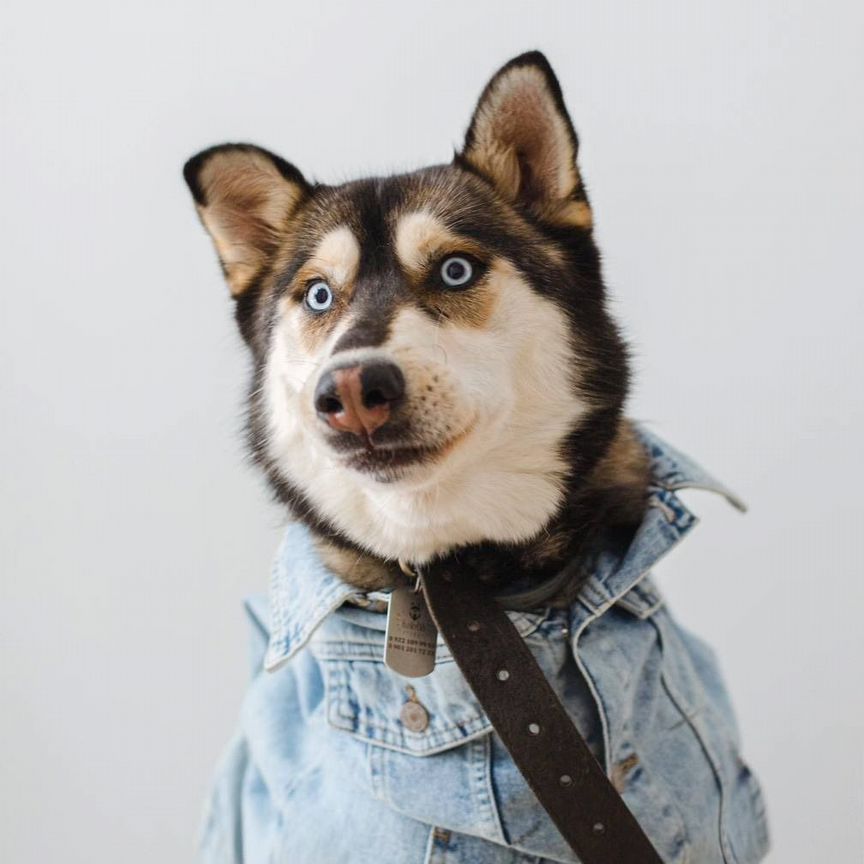 Собака