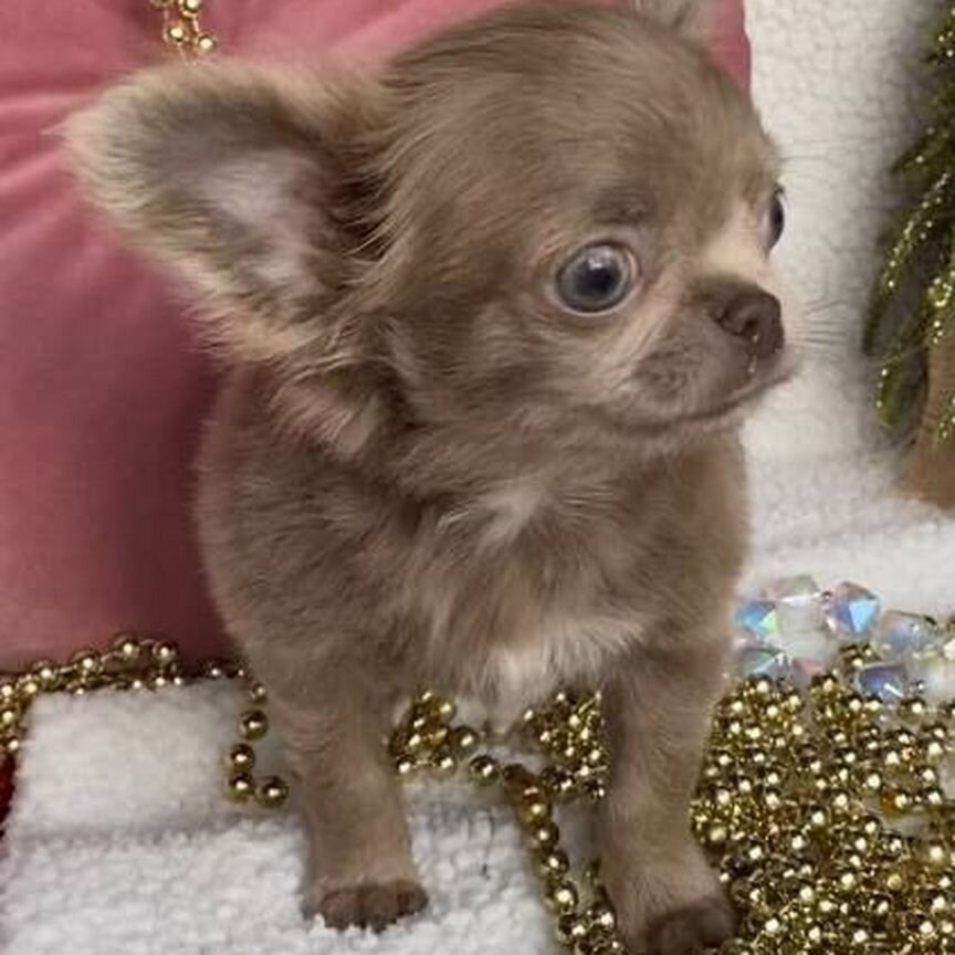 Чихуахуа, щенок