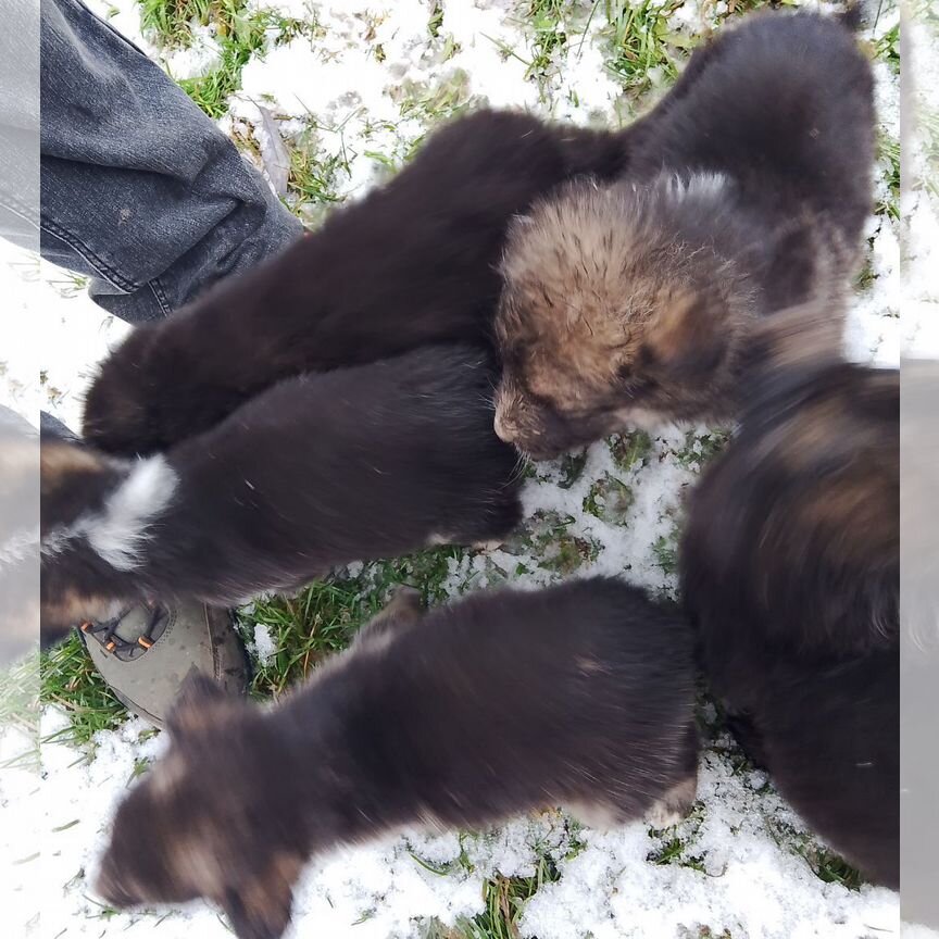 Щенок в добрые руки