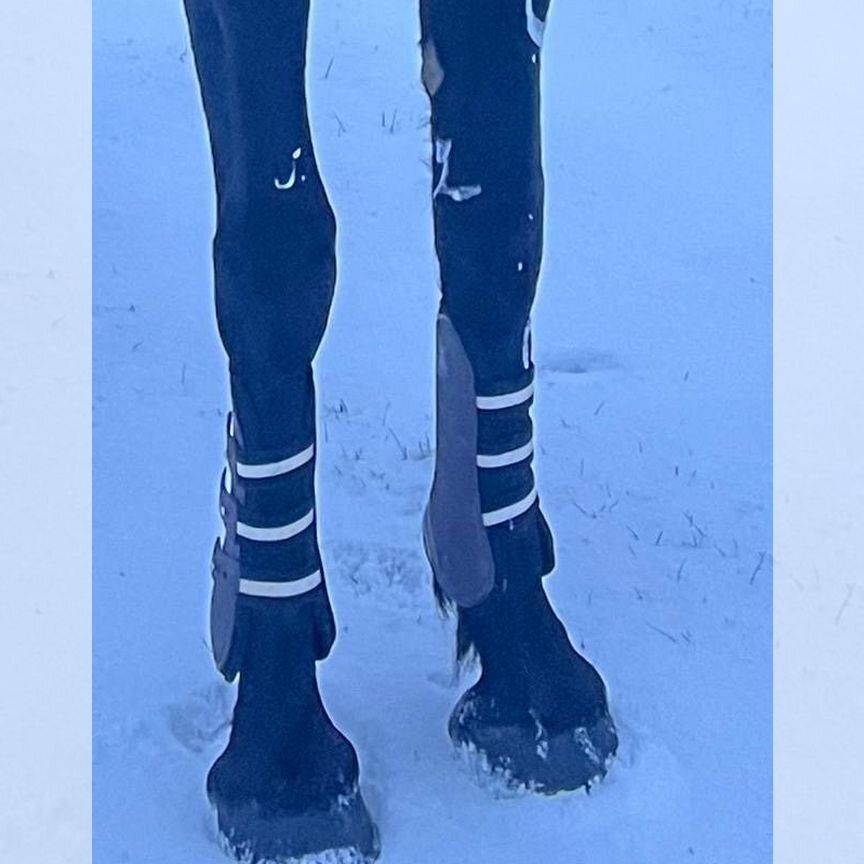 Ногавки для лошади