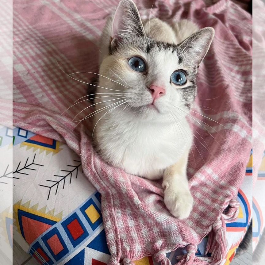 Кошечка Афродита в любящую семью