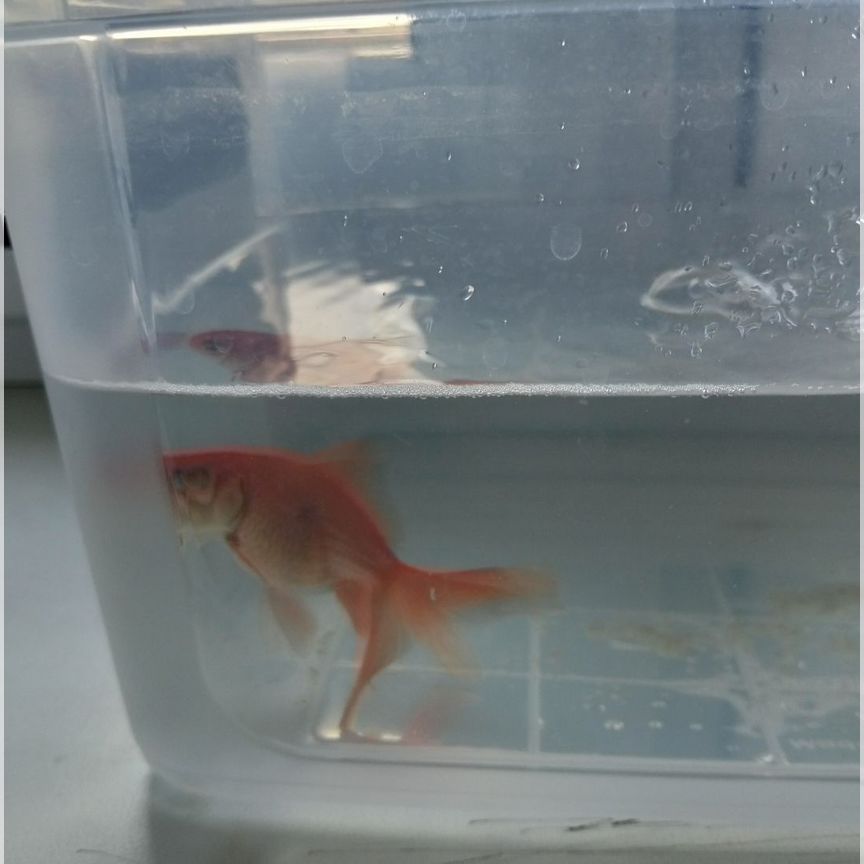 Рыбка золотая в дар