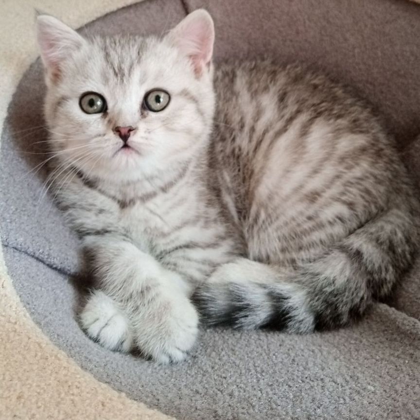 Шотланские котята