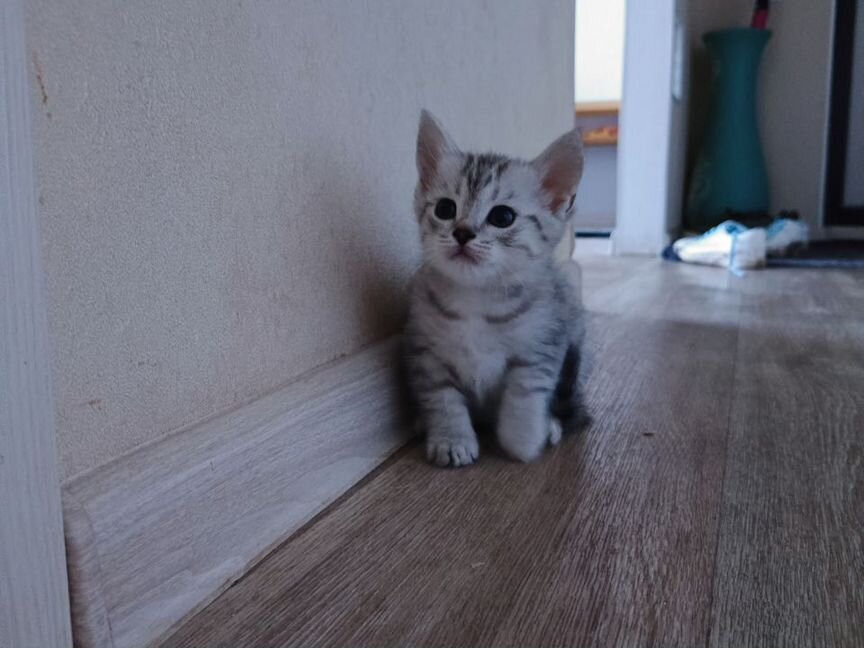 Британский Котенок