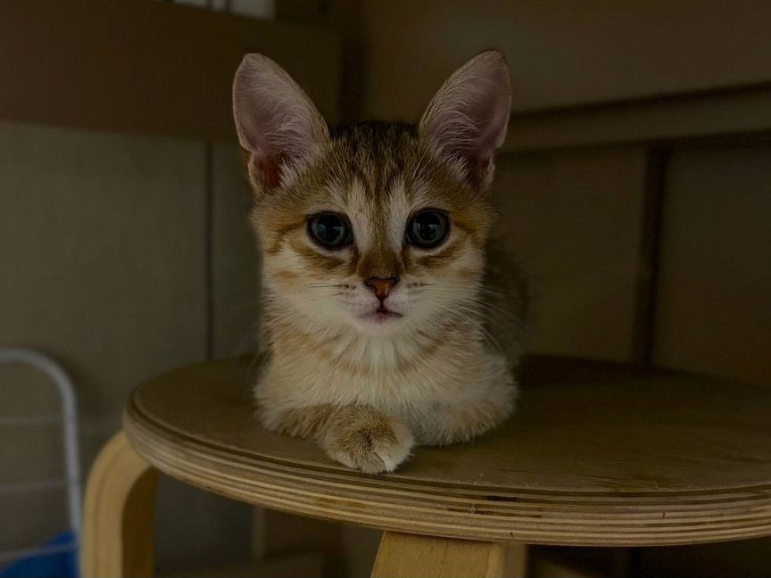 Кошки в добрые руки бесплатно