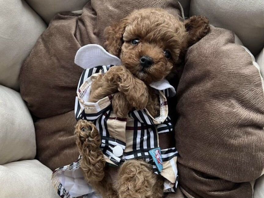 Щеночки той-пуделя и мальтипу в красивом окрасе