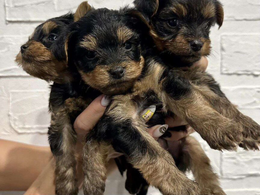 Йоркширский терьер щенки