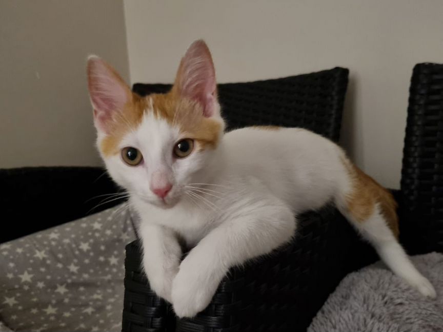 Нежный Эдди ищет дом