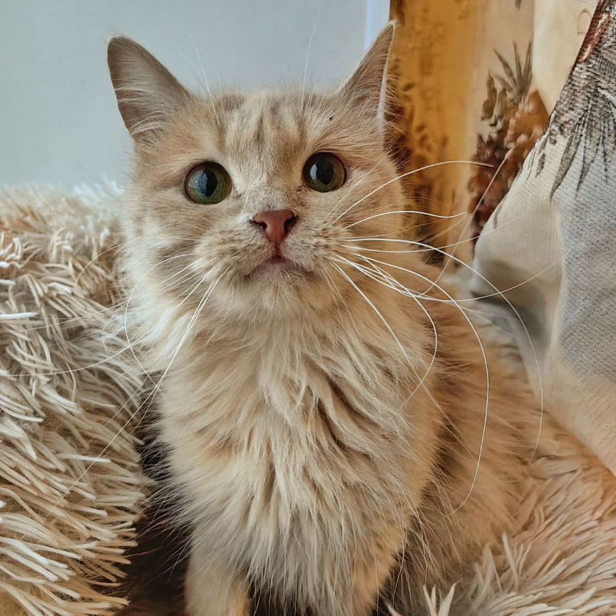 Рыженькое чудо ищет счастье