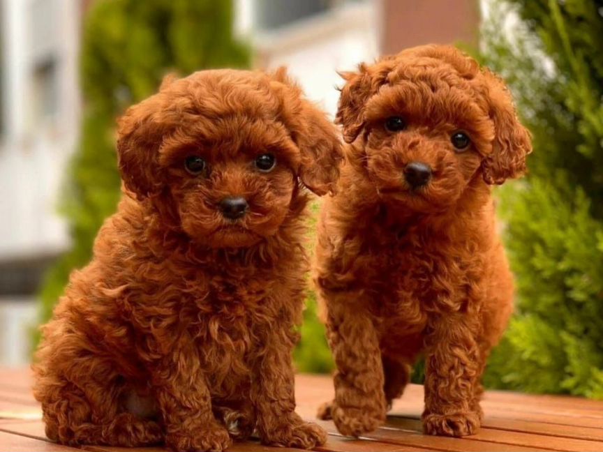 Тойчики миники