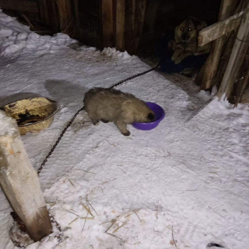 Щенки на охрану Красивые, умные