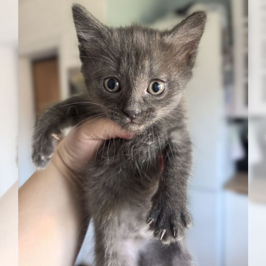 Котёнок в добрые руки
