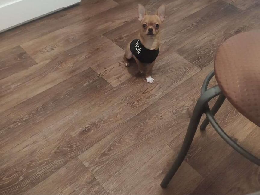 Вязка микро чихуахуа