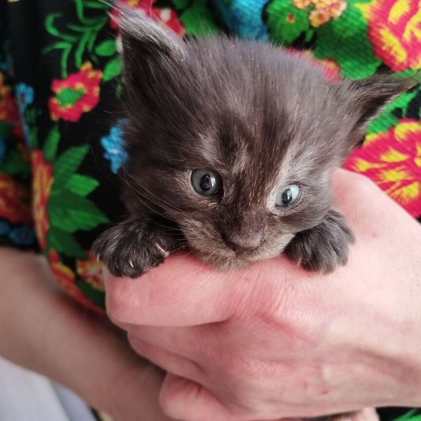 Майк -ун девочка 1м