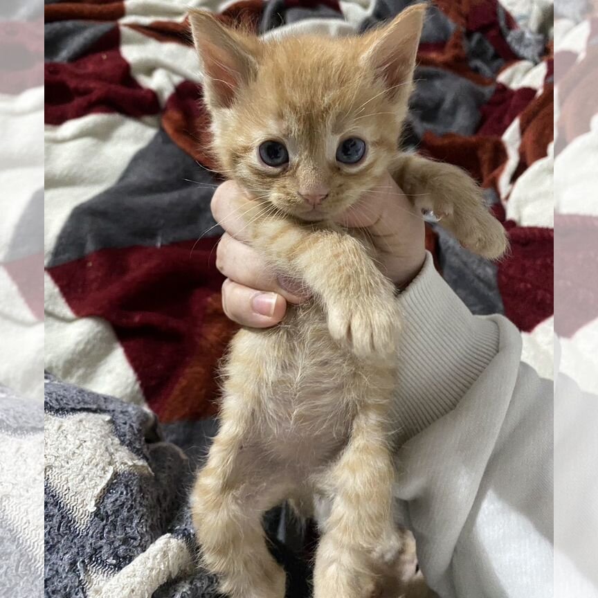 Мейн-кун котёнок