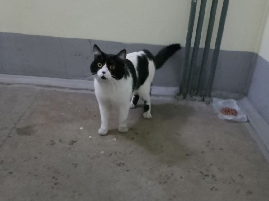 Котик ищет своего человека