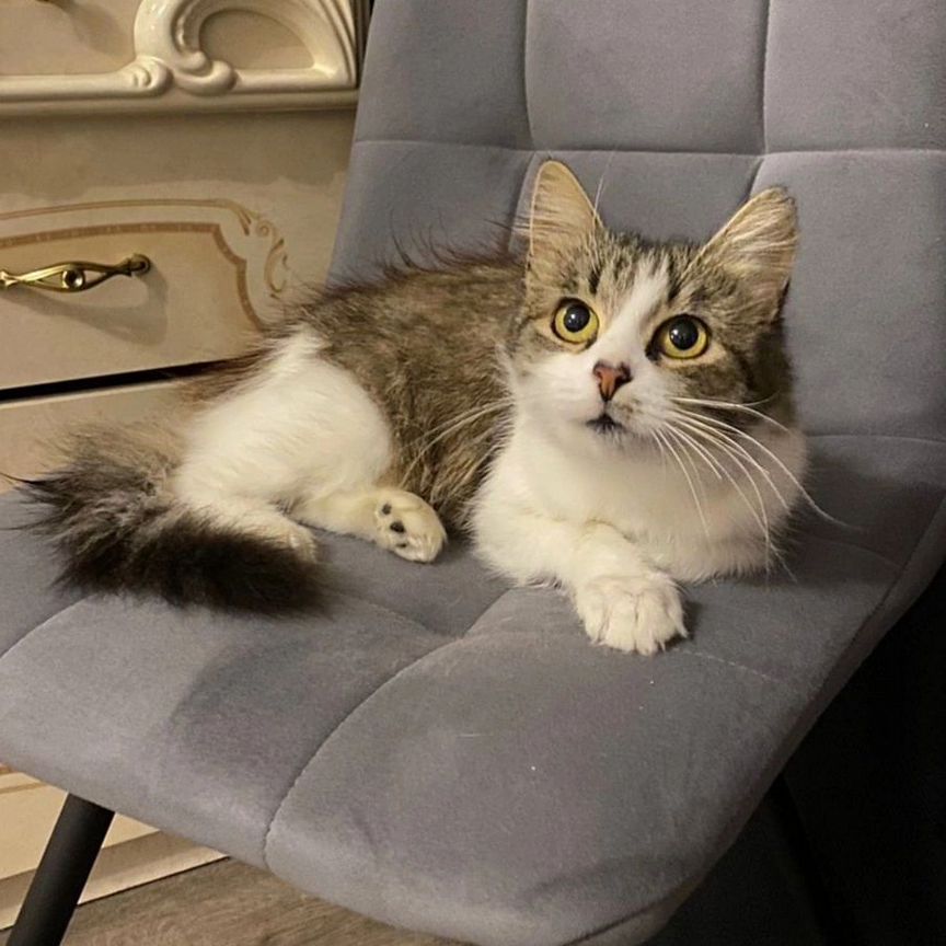 Кошечка Маша