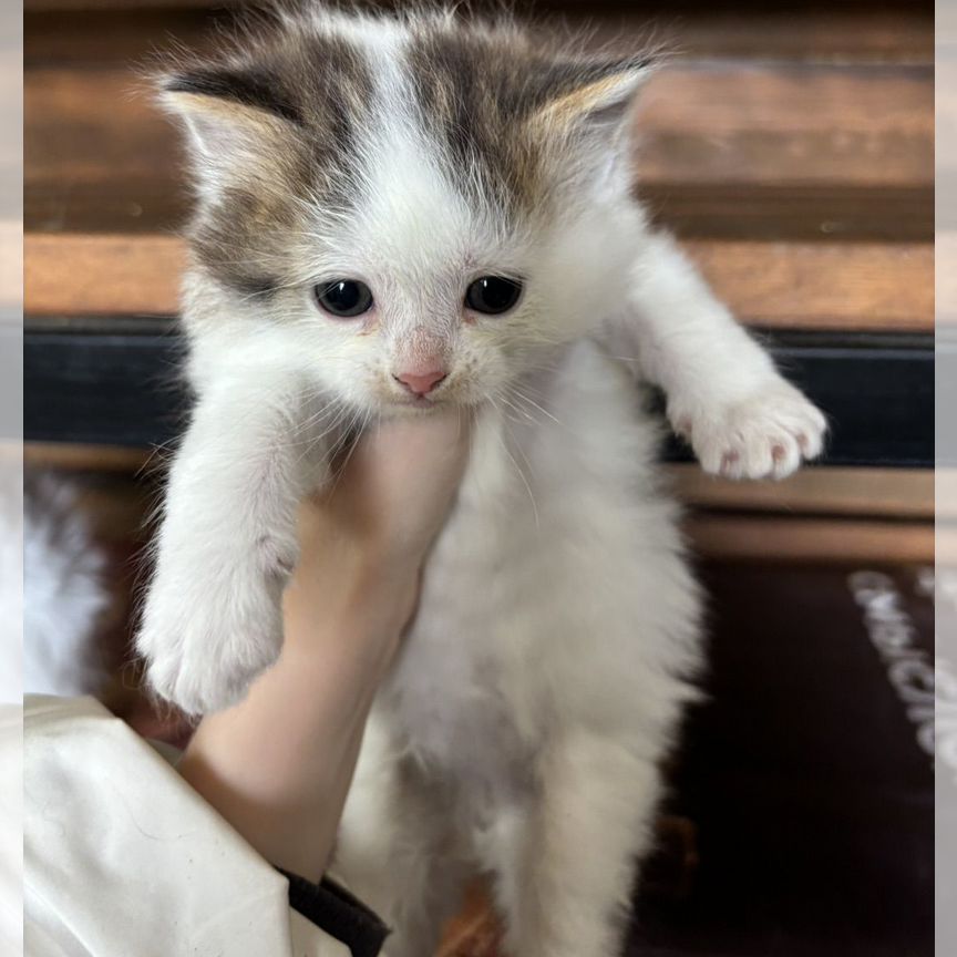 Сибирский котёнок