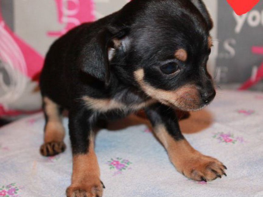 Той-терьер щенки