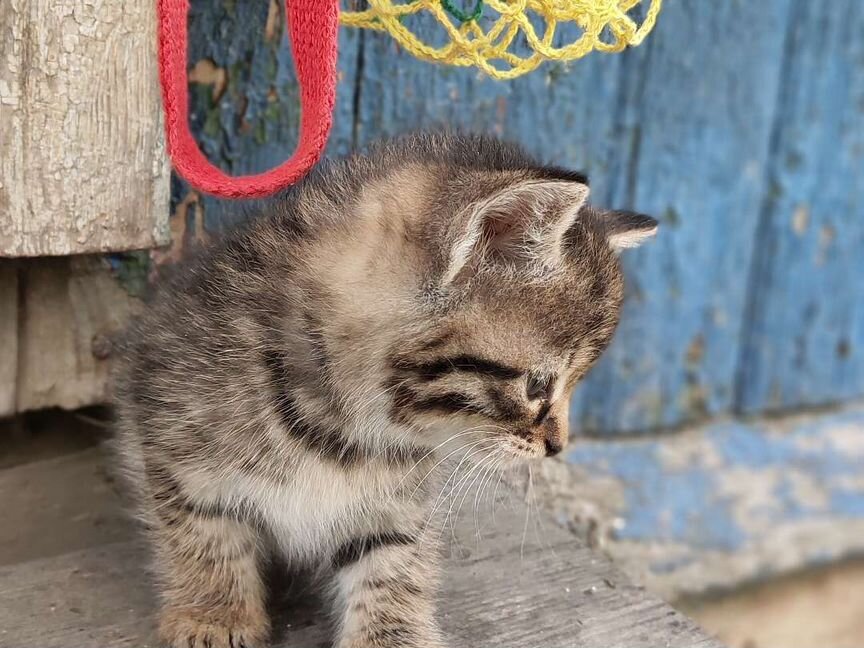 Котята в добрые руки бесплатно