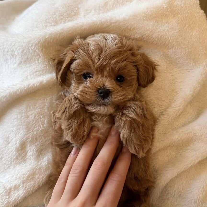 Мальтипу, щенок