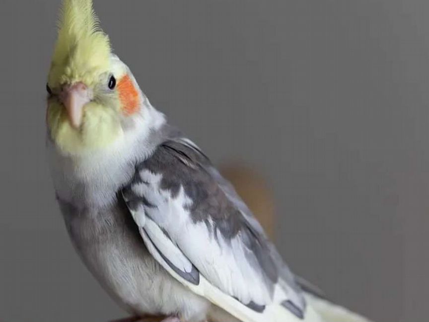 Попугай корелла