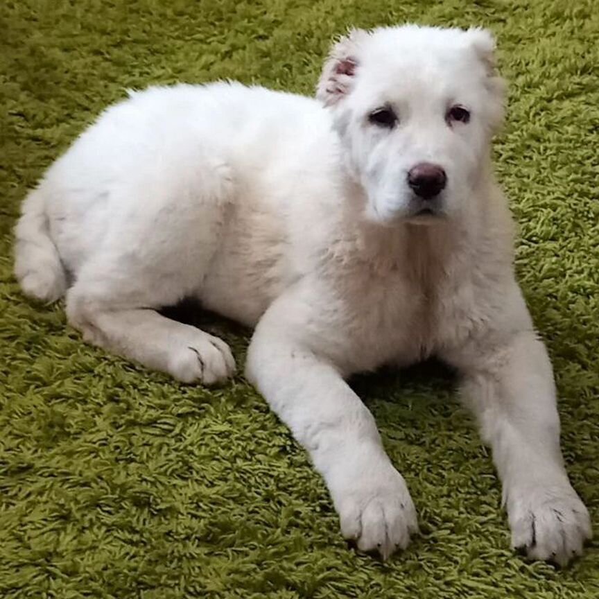 Среднеазиатская овчарка, щенок