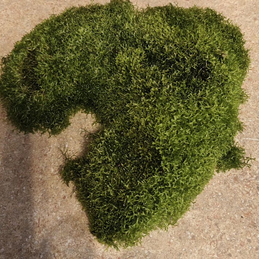 Растения коряги Фильтр