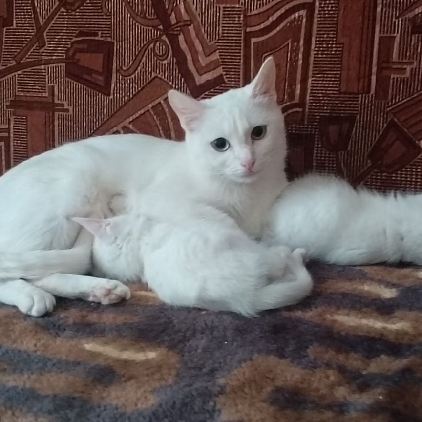 Белые котята