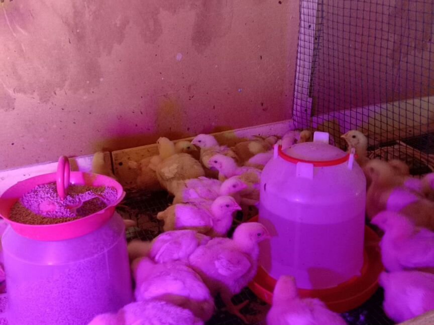 Цыплята бройлеры